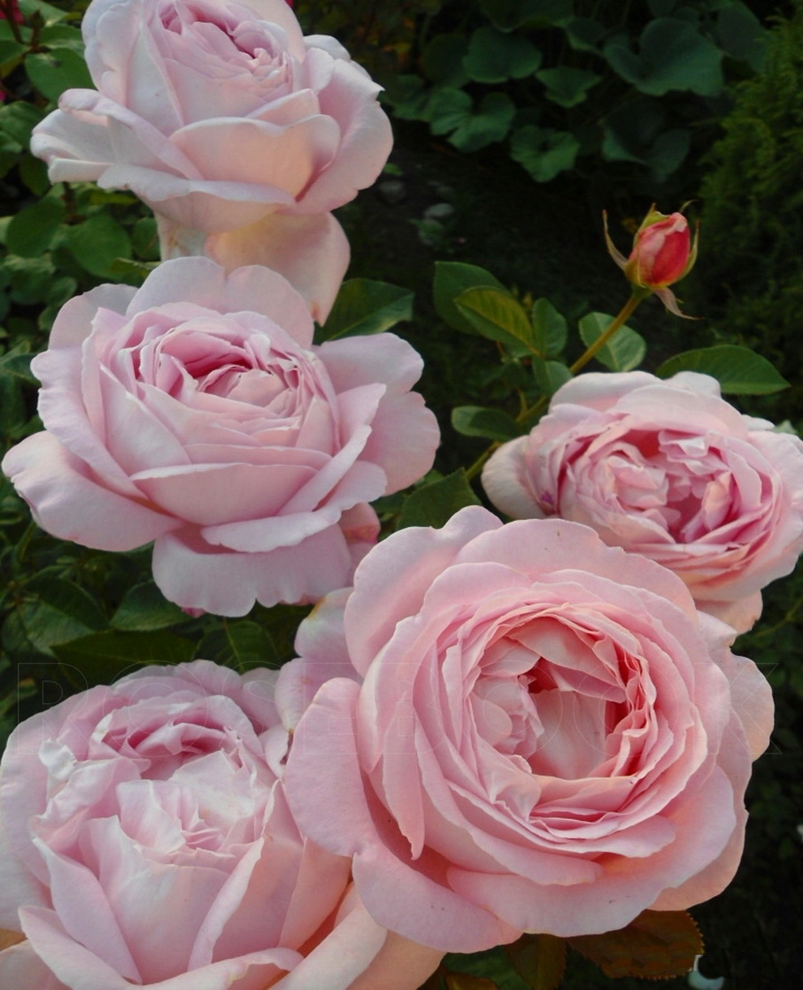 Роза `Мирьям`, Rosa `Myriam` | СадПарад